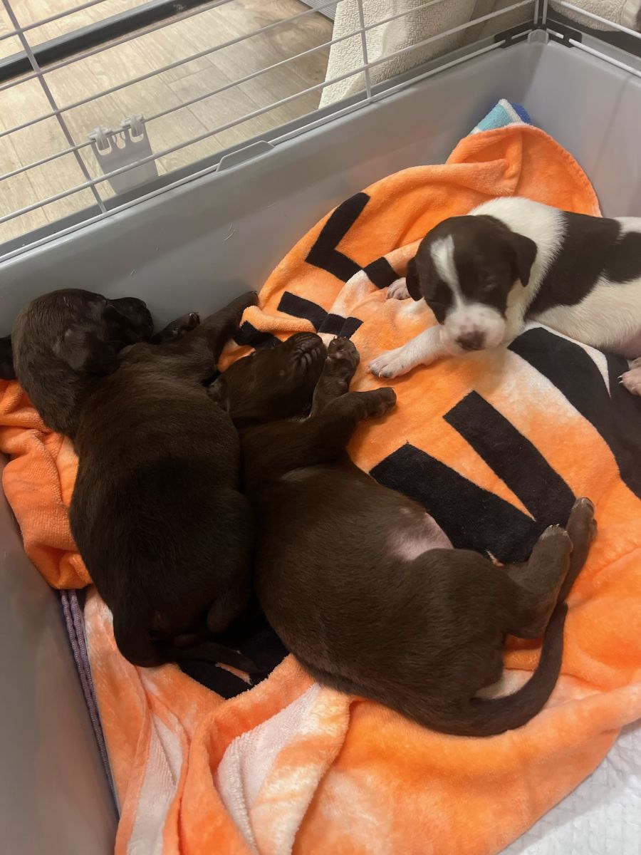 Hopkinton RI Lab/GSP Puppies